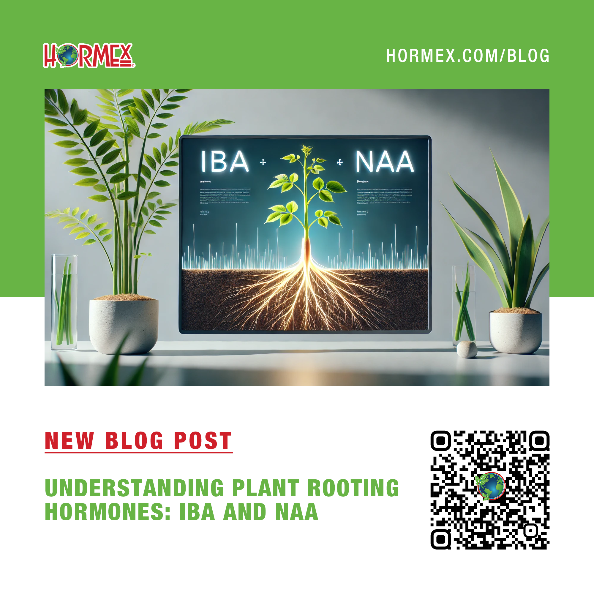 Understanding Plant Rooting Hormones: IBA and NAA – HORMEX