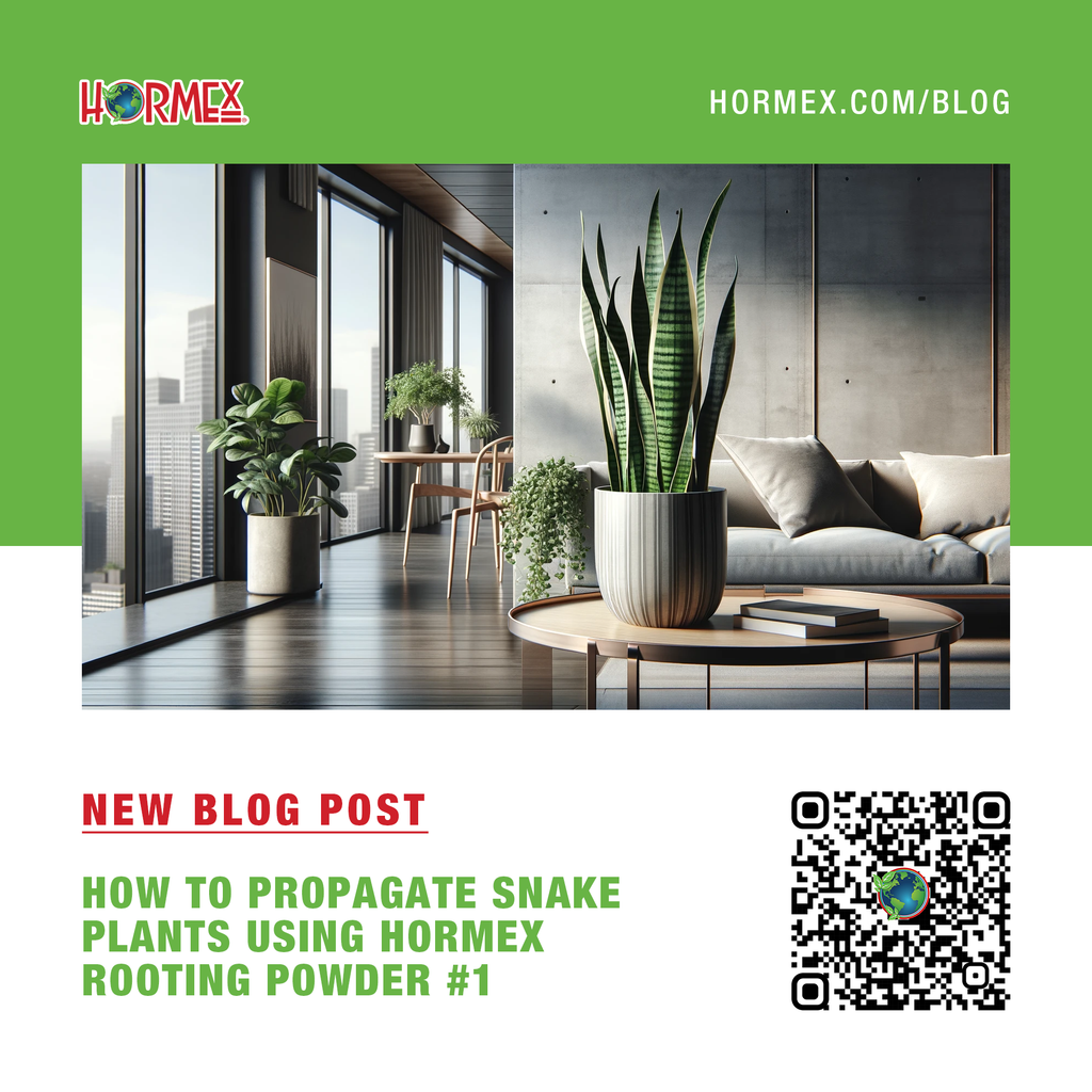 How to Propagate Snake Plants Using Hormex Rooting Powder #1 | HORMEX